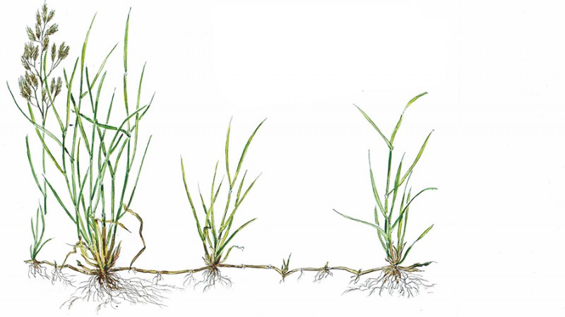 rödsvingel festuca rubra ssp rubra med underjordiska utlöpare rhizomer